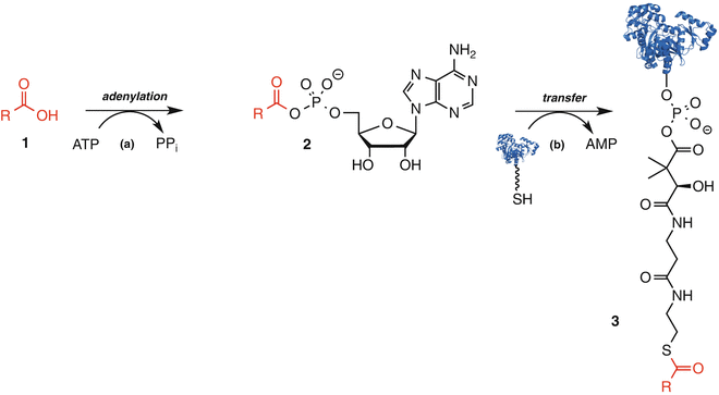 Measurement of Nonribosomal Peptide Synthetase Adenylation Domain ...
