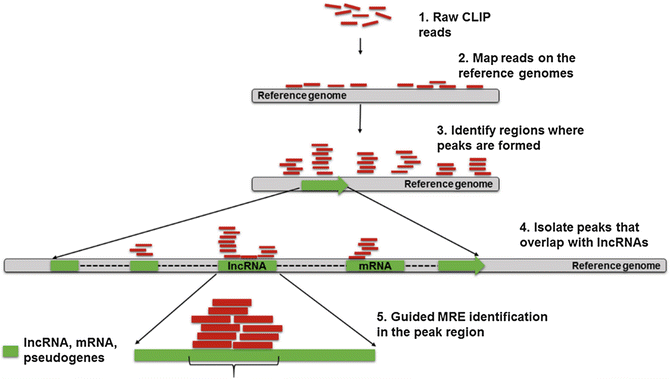 Analyzing MiRNA–LncRNA Interactions | SpringerLink