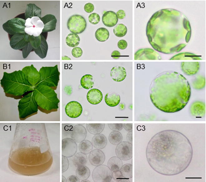 Protoplast Transformation as a Plant-Transferable Transient Expression ...