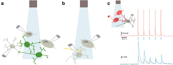 Optogenetic Dissection of the Striatal Microcircuitry | SpringerLink