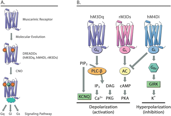 Chemogenetics: DREADDs | SpringerLink