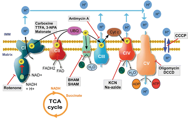 Mitochondrial Stress Tests Using Seahorse Respirometry on Intact ...