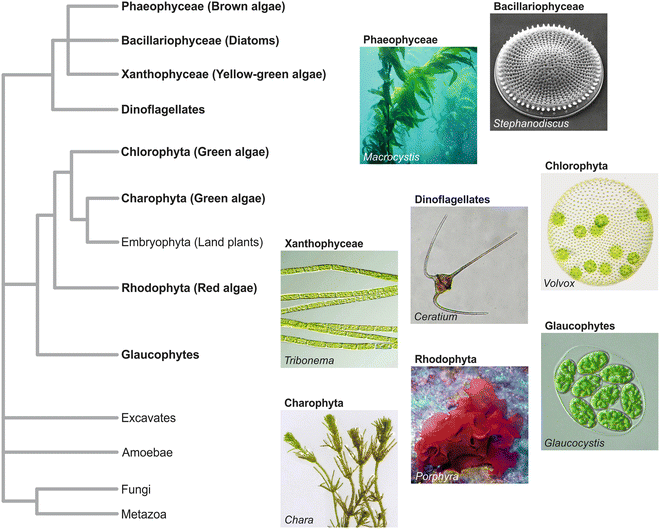 Algal Photobiology: A Rich Source of Unusual Light Sensitive Proteins ...