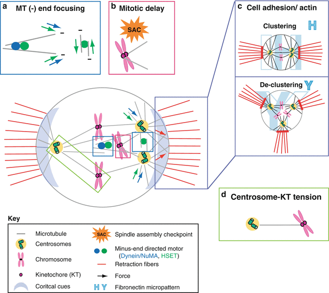 Using Cell Culture Models of Centrosome Amplification to Study ...