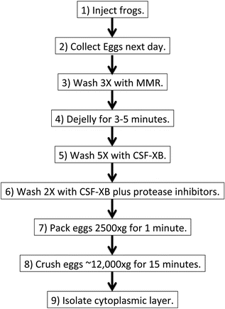 Purification and Fluorescent Labeling of Tubulin from Xenopus laevis Egg Extracts | SpringerLink