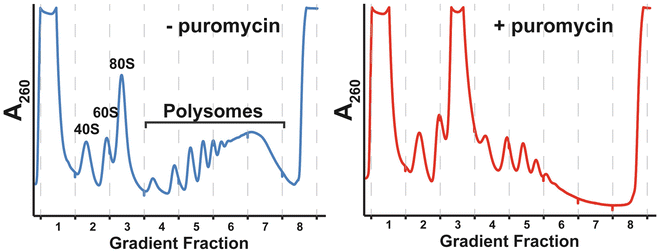 Measuring mRNA Translation by Polysome Profiling | SpringerLink