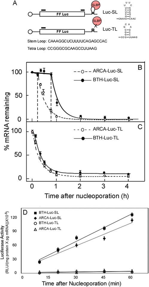 Synthetic mRNA with Superior Properties that Mimics the Intracellular ...