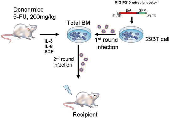 Chronic Myeloid Leukemia (CML) Mouse Model in Translational Research ...