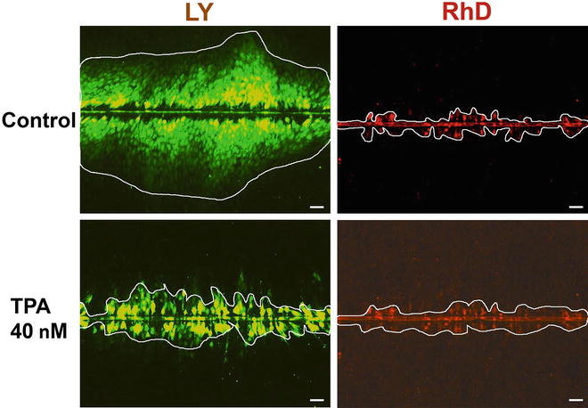 Scrape Loading/Dye Transfer Assay | SpringerLink