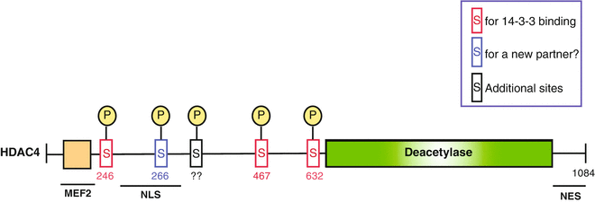 Molecular and Functional Characterization of Histone Deacetylase 4 ...