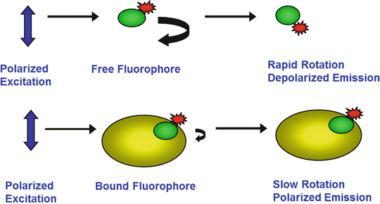 Application of Fluorescence Polarization in HTS Assays | SpringerLink