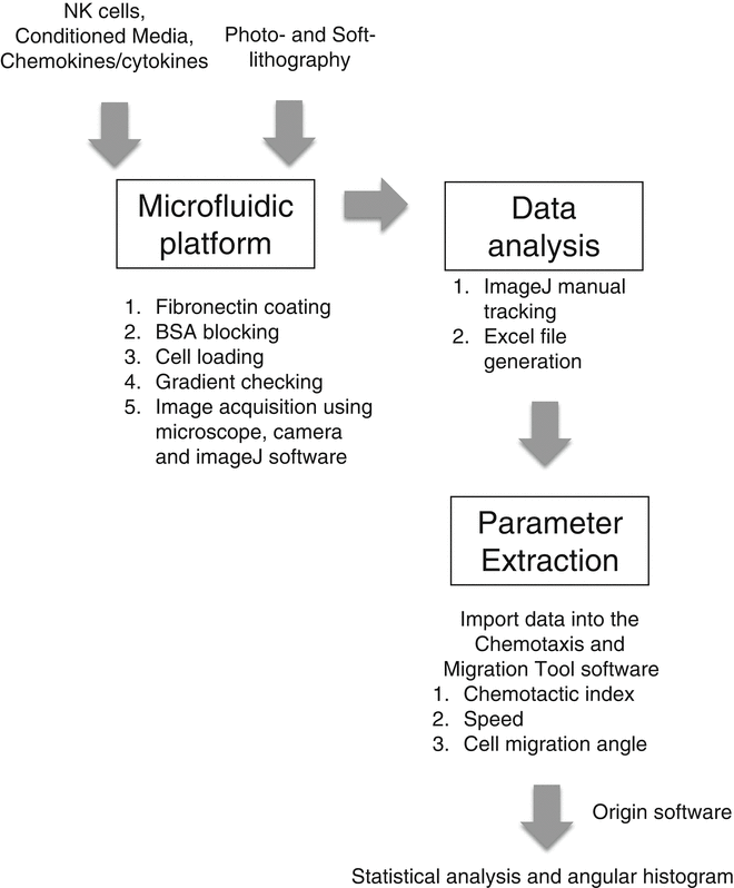 Microfluidic-Based Live-Cell Analysis of NK Cell Migration In Vitro ...