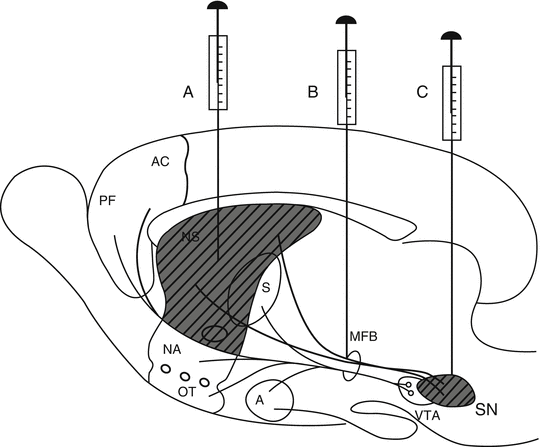Stereotactic Surgery in Rats | SpringerLink