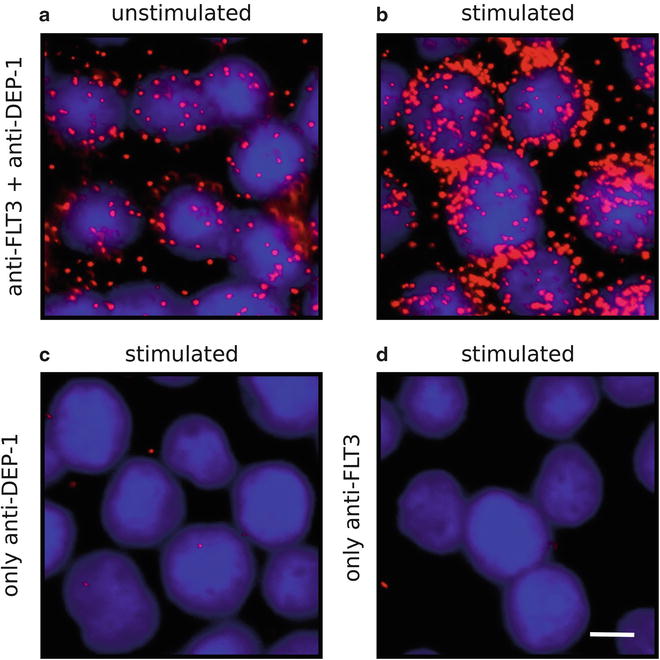 In Situ Proximity Ligation Assay (In Situ PLA) to Assess PTP-Protein ...