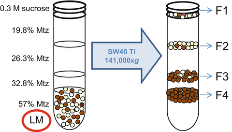 Isolation of Lysosomes from Mammalian Tissues and Cultured Cells ...