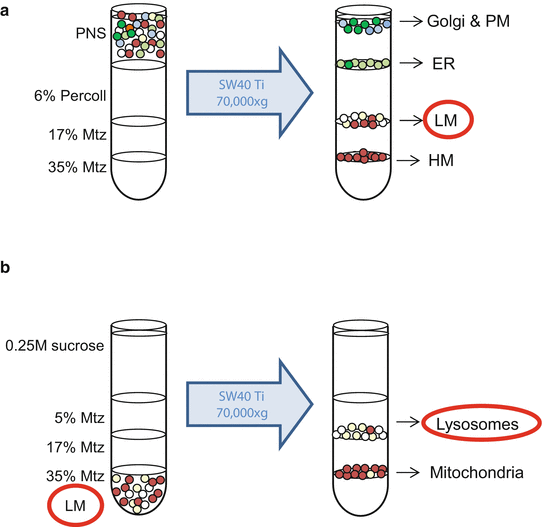 Isolation of Lysosomes from Mammalian Tissues and Cultured Cells ...