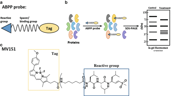 Determination of Protein Carbonylation and Proteasome Activity in Seeds ...