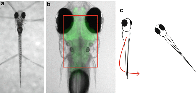 Correlating Whole Brain Neural Activity with Behavior in Head-Fixed ...