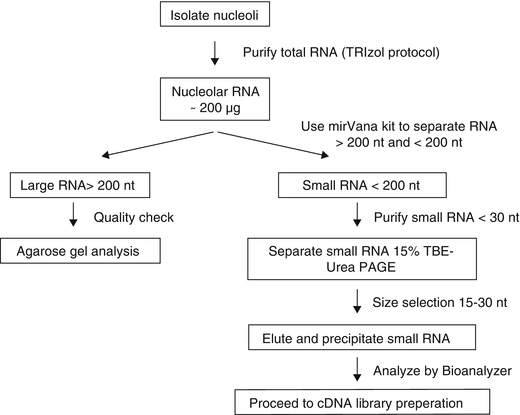 Deep Sequencing Analysis of Nucleolar Small RNAs: RNA Isolation and ...