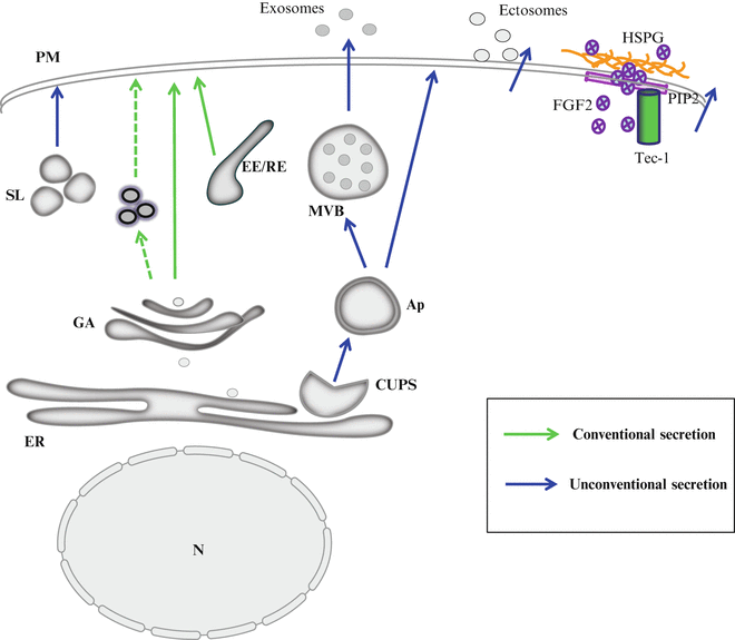 Unconventional Protein Secretion in Animal Cells | SpringerLink