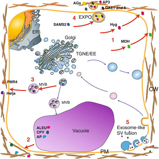 Unconventional Protein Secretion in Plants | SpringerLink