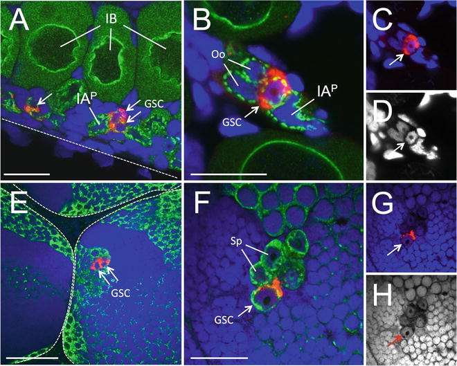 Identification of Germ-Line Stem Cells in Zebrafish | SpringerLink