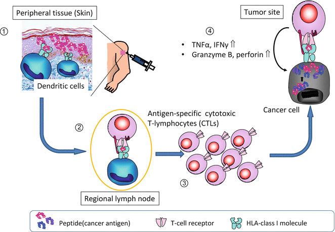 Immunotherapy Targeting WT1: Designing a Protocol for WT1 Peptide-Based ...