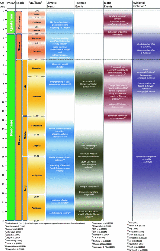 The Evolution of Gibbons and Siamang | SpringerLink