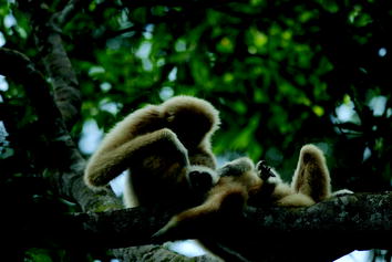 The Evolution of Gibbons and Siamang | SpringerLink