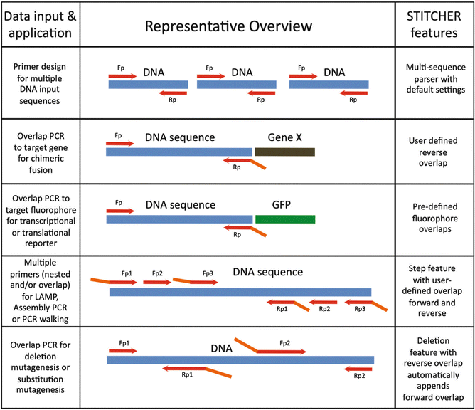 A Guide to Using STITCHER for Overlapping Assembly PCR Applications ...