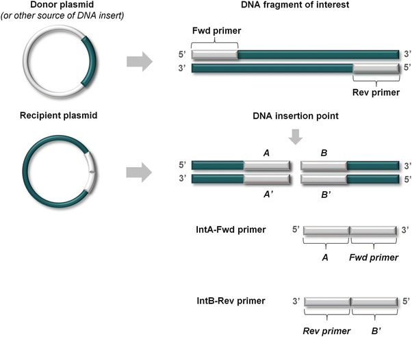 Rapid Construction of Recombinant Plasmids by QuickStep-Cloning ...