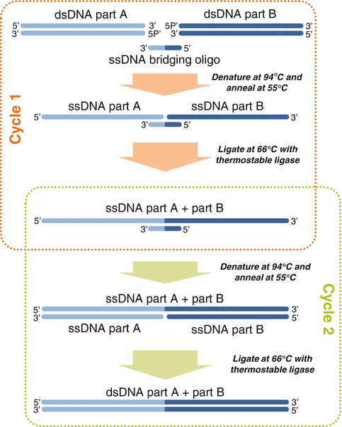 Rapid Assembly of DNA via Ligase Cycling Reaction (LCR) | SpringerLink