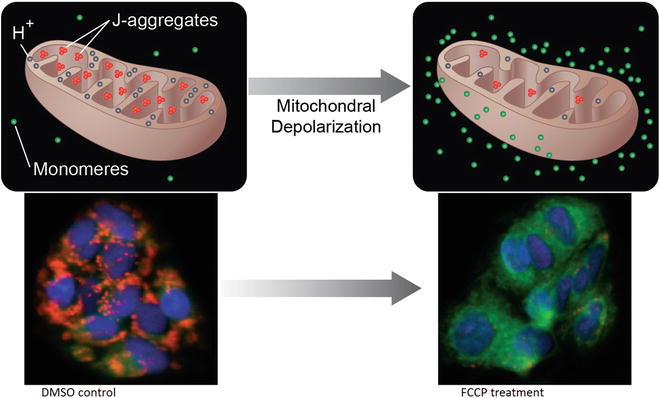 Mitochondrial Membrane Potential Assay | SpringerLink