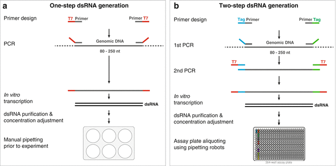 Methods for High-Throughput RNAi Screening in Drosophila Cells ...