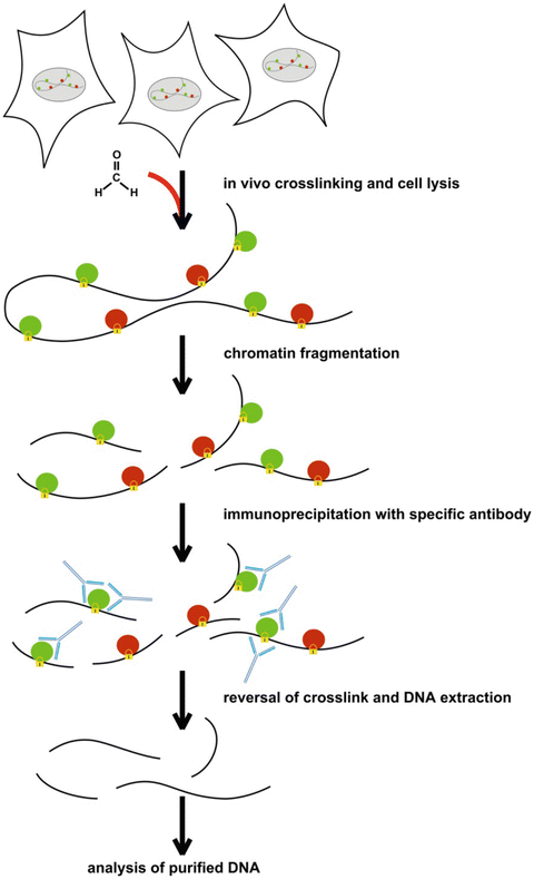 Chromatin Immunoprecipitation | SpringerLink