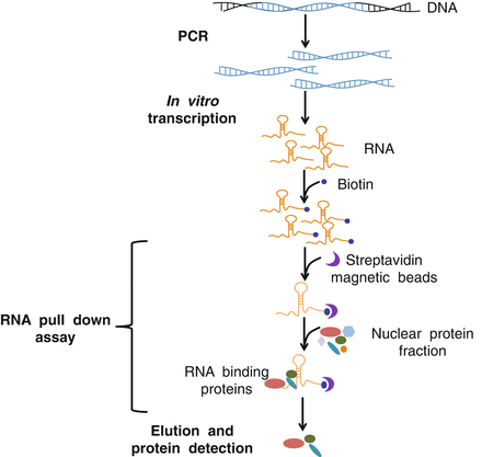 Identification of RNA–Protein Interactions Through In Vitro RNA Pull-Down Assays | SpringerLink