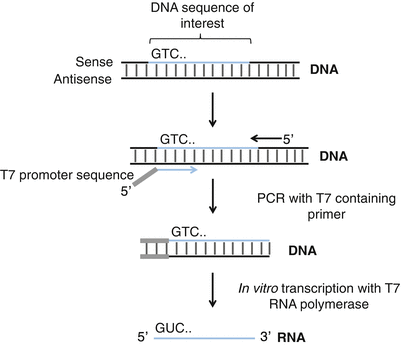 Identification of RNA–Protein Interactions Through In Vitro RNA Pull ...