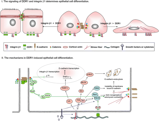 Functions of DDR1 in Epithelial Cell Differentiation | SpringerLink