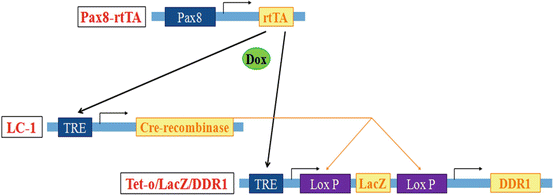 DDR1 in Renal Function and Disease | SpringerLink