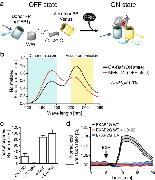 Measuring ERK Activity Dynamics in Single Living Cells Using FRET ...