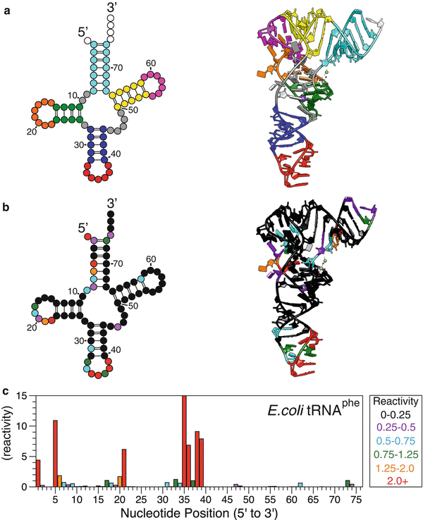 Mapping RNA Structure In Vitro with SHAPE Chemistry and Next-Generation Sequencing (SHAPE-Seq ...