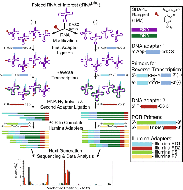 Mapping RNA Structure In Vitro with SHAPE Chemistry and Next-Generation ...
