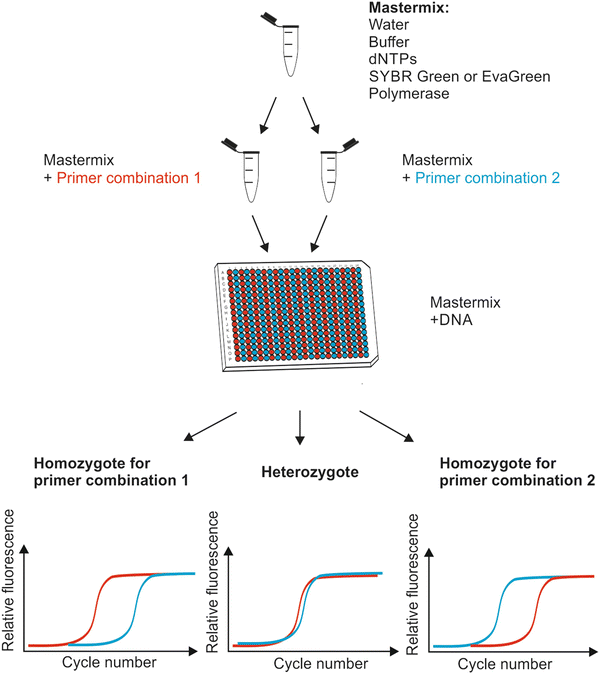 High-Throughput Genotyping with TaqMan Allelic Discrimination and ...