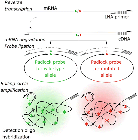 In Situ Single-Molecule RNA Genotyping Using Padlock Probes and Rolling ...