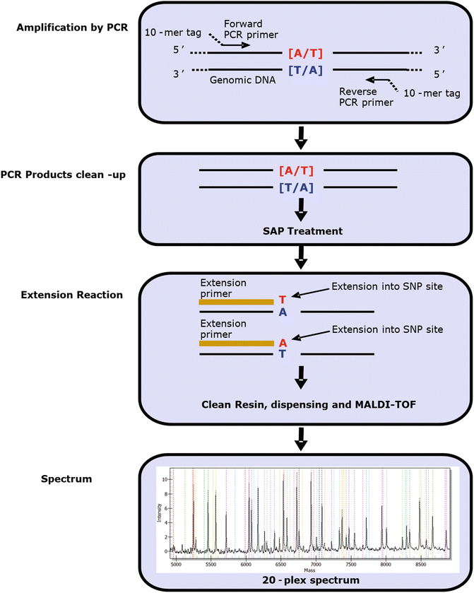The MassARRAY® System for Targeted SNP Genotyping | SpringerLink