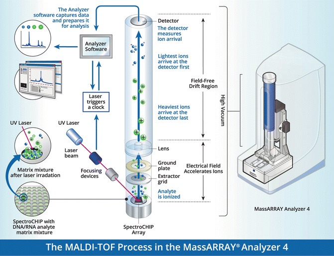 The MassARRAY® System for Targeted SNP Genotyping | SpringerLink