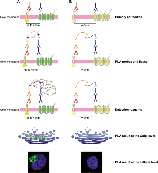 In Situ Proximity Ligation Assay (PLA) Analysis of Protein Complexes ...