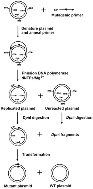 An In Vitro Single-Primer Site-Directed Mutagenesis Method for Use in ...