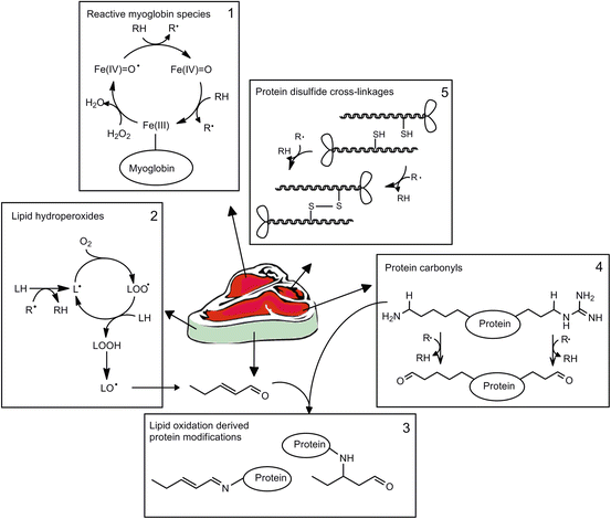 Protein Oxidation in Meat and Meat Products. Challenges for ...