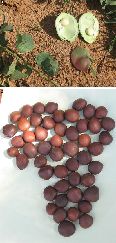 Technology and Nutrition Opportunities for Healthful Foods from Morama ...